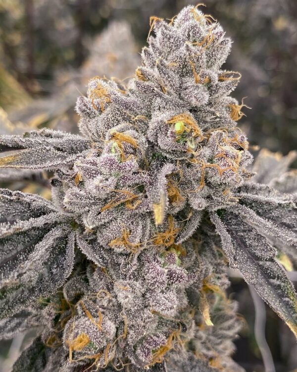 Itz Zainbow – Pheno Addicts